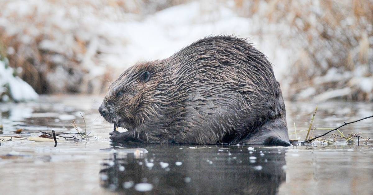 Bóbr zaatakowany widłami walczy o życie. Fundacja apeluje o pomoc w leczeniu - Noizz