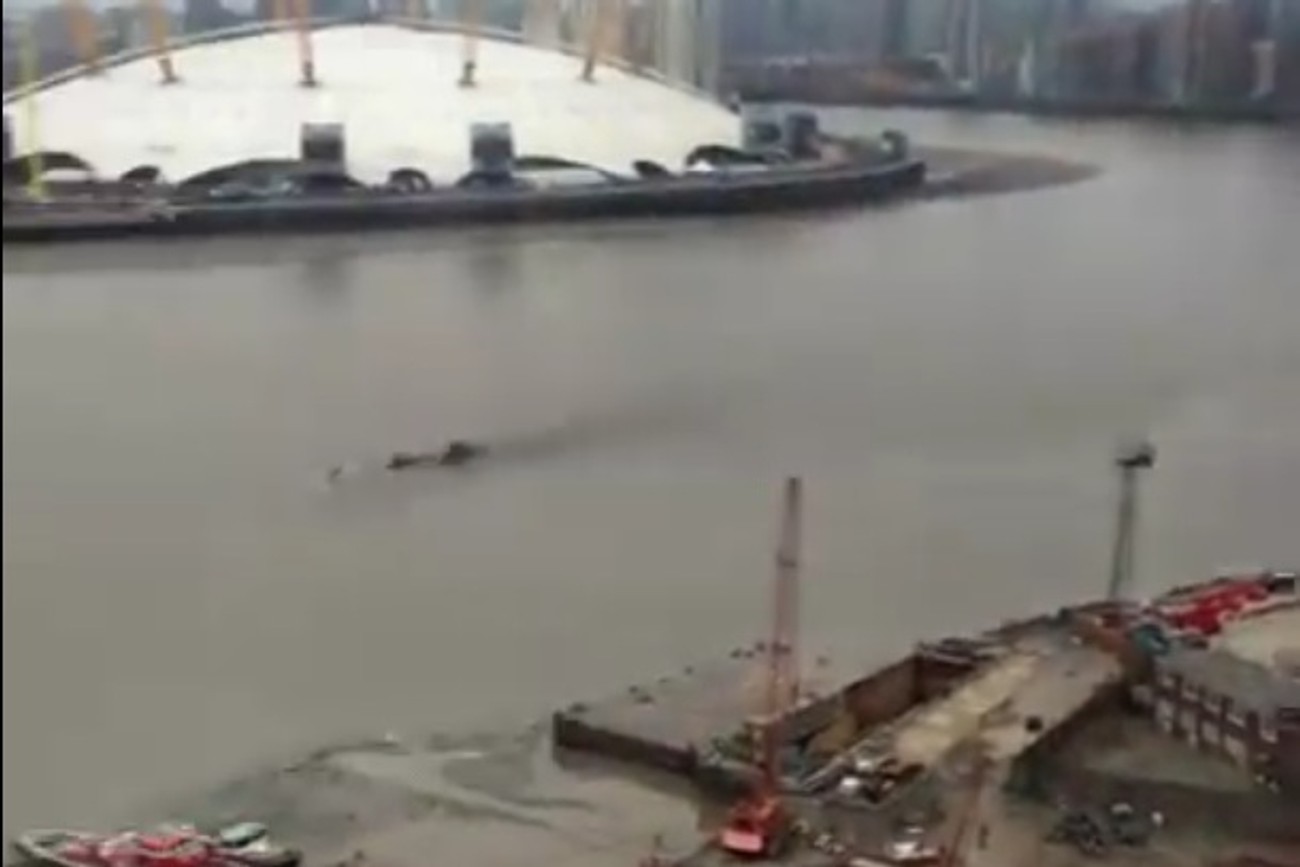 ČUDOVIŠTE IZ TEMZE Misteriozno biće snimljeno u Londonu - Blic