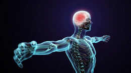 Mózgowie - budowa i funkcje