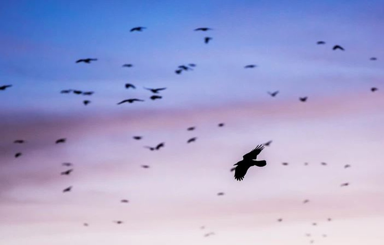 Otkrivena nova vrsta ptica u Srbiji! Ima raspon krila od metar i po ...