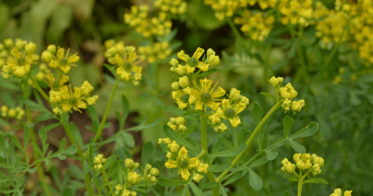 Ruta - działanie, zastosowanie i przeciwwskazania
