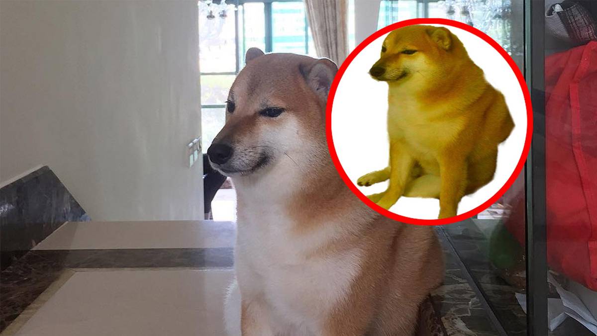 Słynny pieseł z memów nie żyje. Cheems odszedł po długiej chorobie