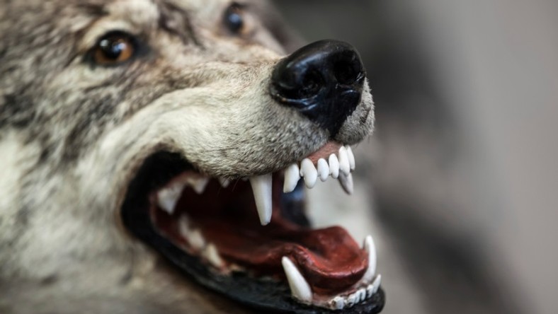 Groźna krzyżówka wilka z psem w lasach pod Gościnem - Wiadomości