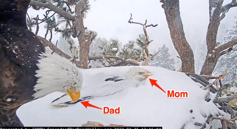2 eagle parents took turns getting covered in snow to protect their ...