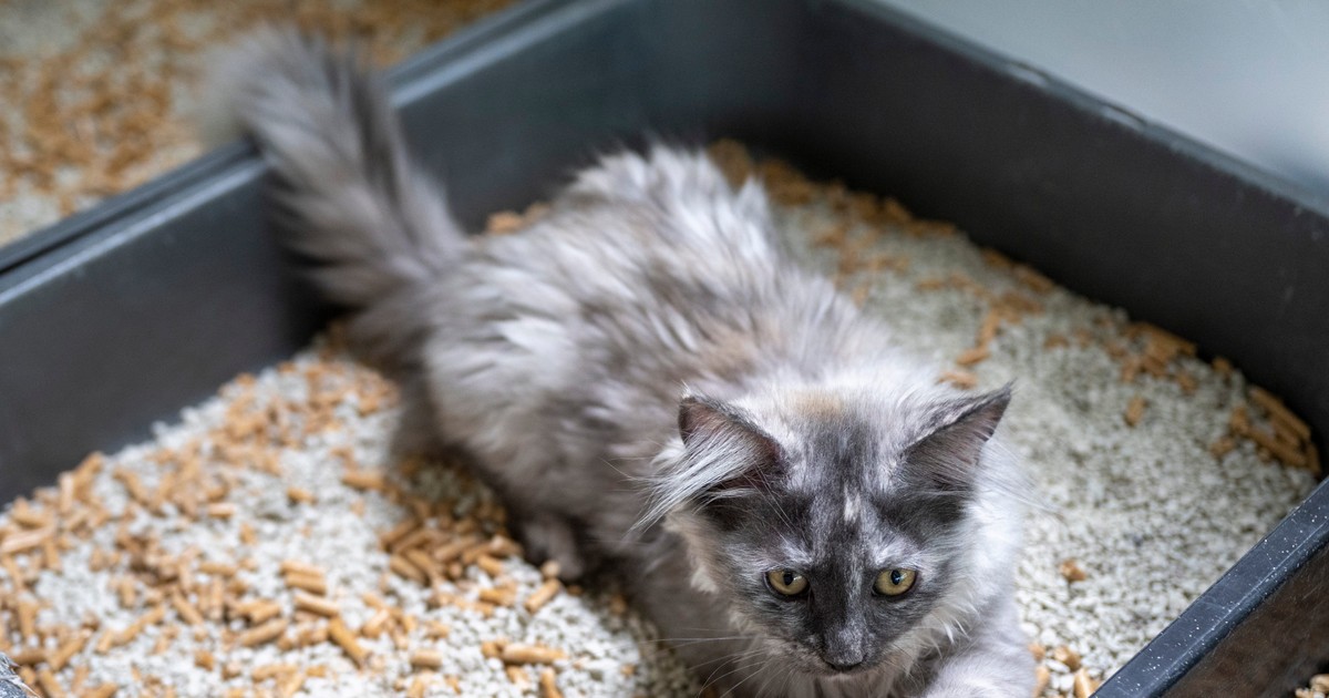 A cat with litter-box issues was taken to the vet to be put down. They ...