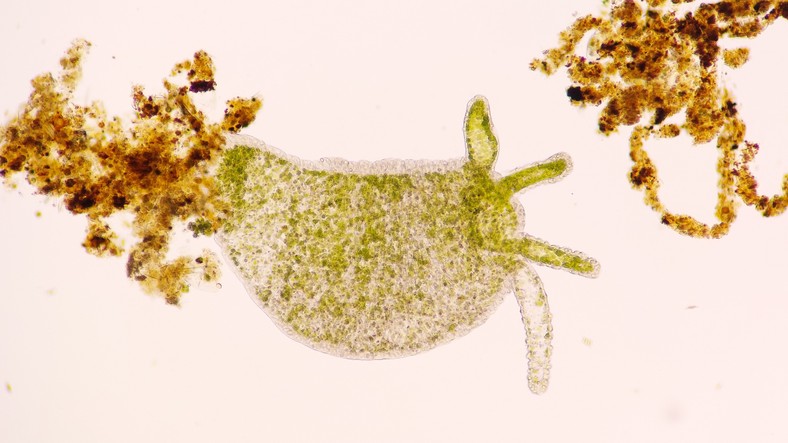 Niezwykłe zdolności hydry. Nowe perspektywy w medycynie - Zielony Onet