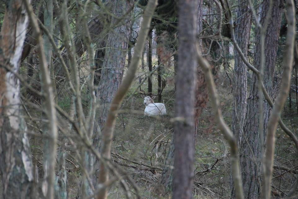 Biały daniel atrakcją spacerowiczów na Helu - Wiadomości