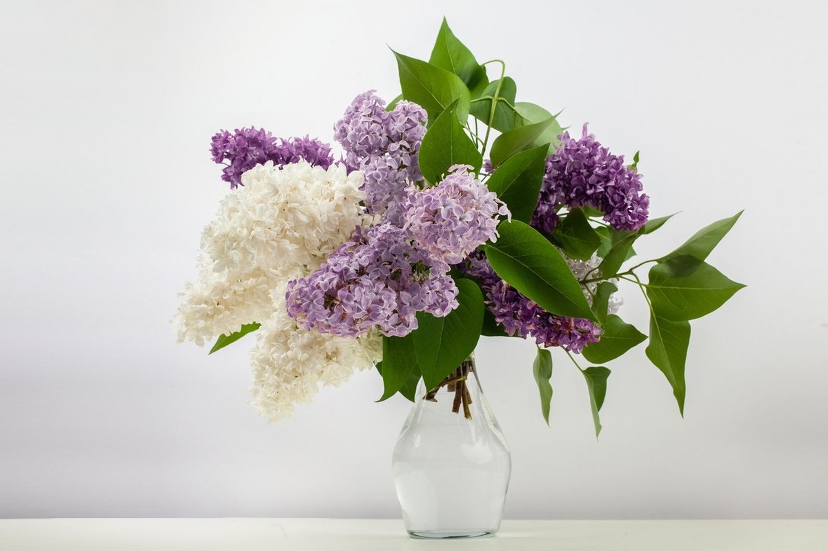 Kako da jorgovan u vazi traje i do 10 dana, a da ne uvene? - Žena.rs