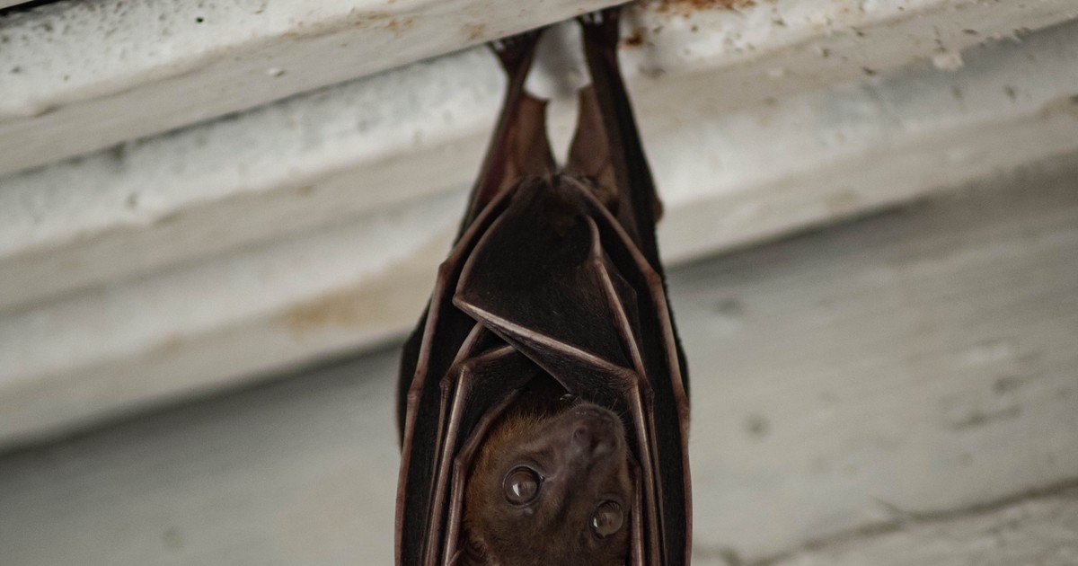 A YouTuber in Thailand has apologized following her arrest in ...