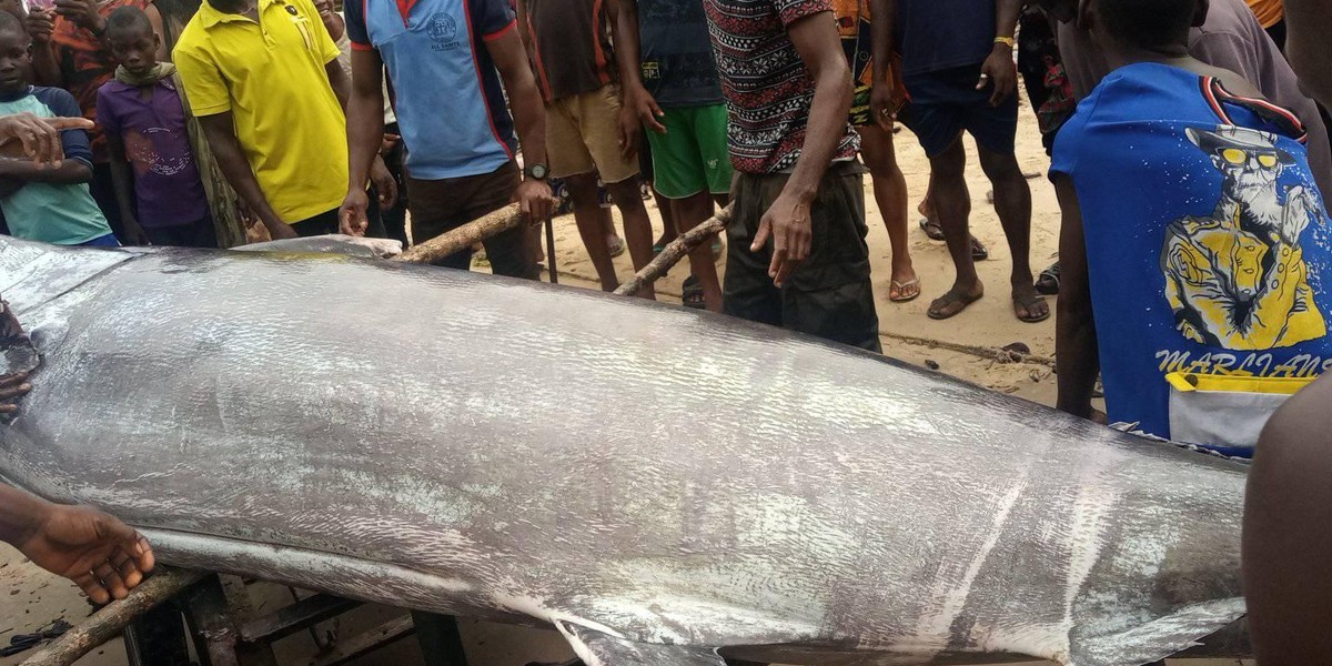 The blue marlin fish caught by local Nigerian fisherman not worth $2 ...