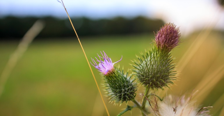 Ostropest – charakterystyka, właściwości, zastosowanie, przeciwwskazania