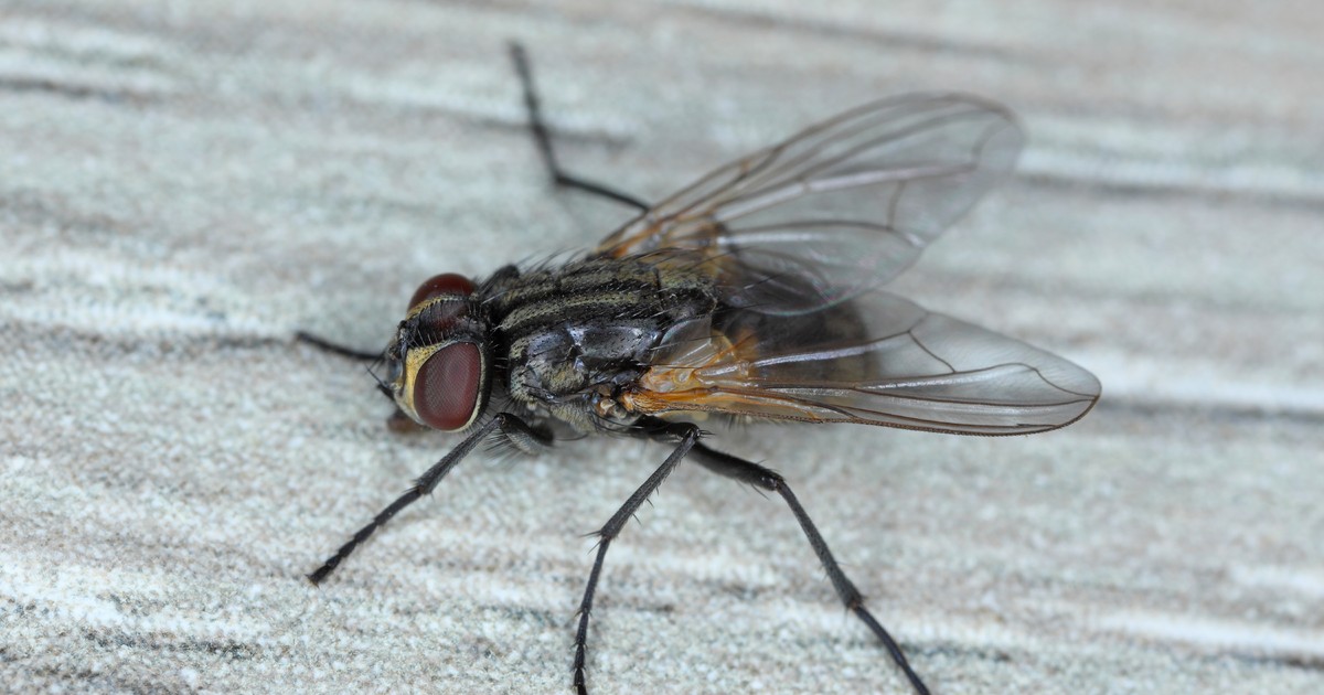Najlepszy sposób na muchy – jak pozbyć się uciążliwych owadów?
