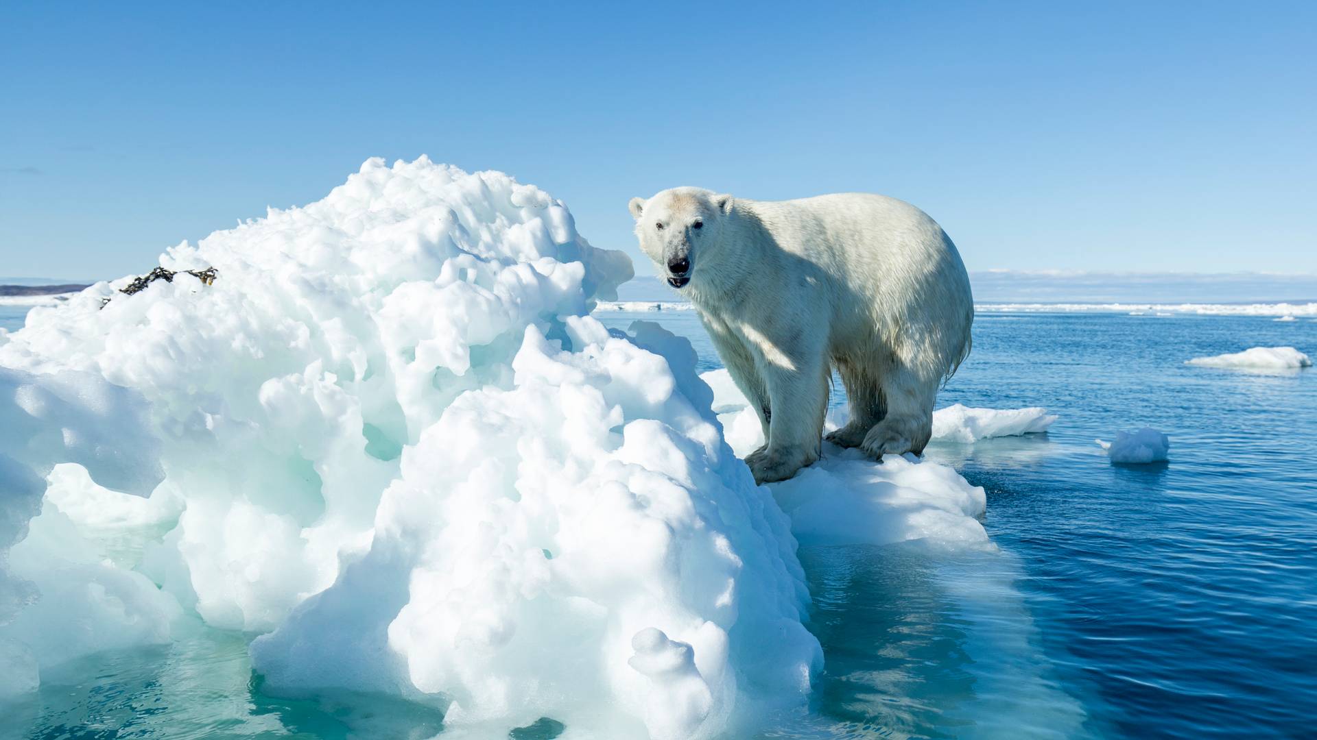 Arktyka ociepla się cztery razy szybciej niż reszta Ziemi - Noizz