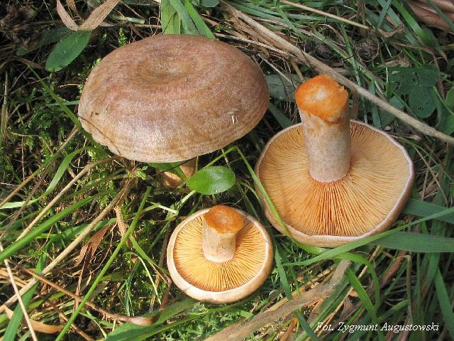 Rydz - wartości odżywcze, kaloryczność, wpływ na zdrowie