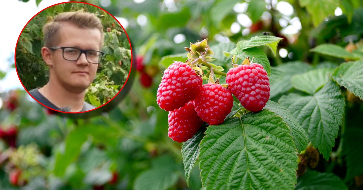 Uprawa malin staje się nieopłacalna? Plantator: nauczyliśmy się liczyć ...