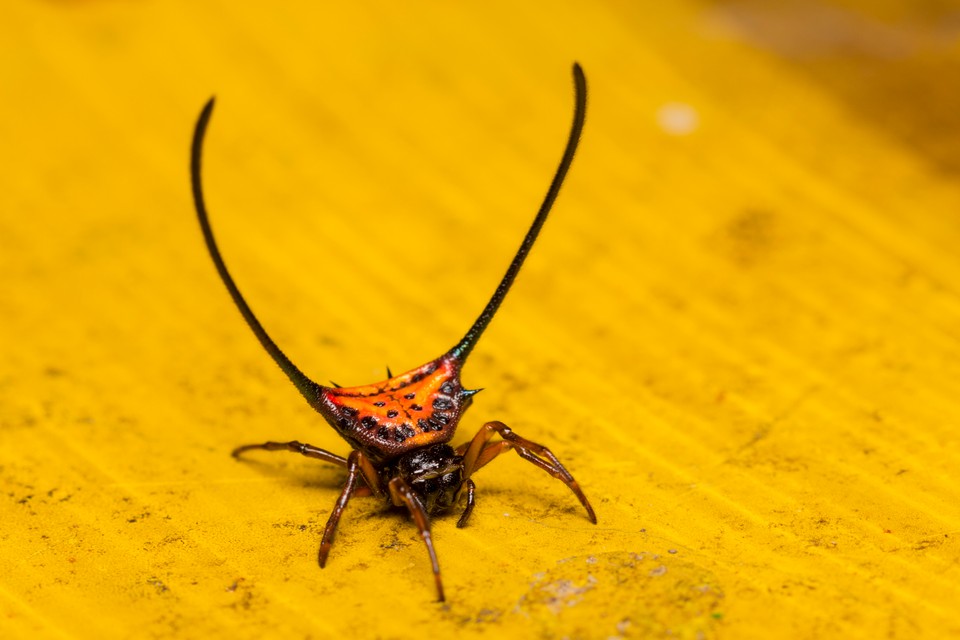 Oto najdziwniejsze pająki świata. "Kula dyskotekowa" i fałszywe odchody ...