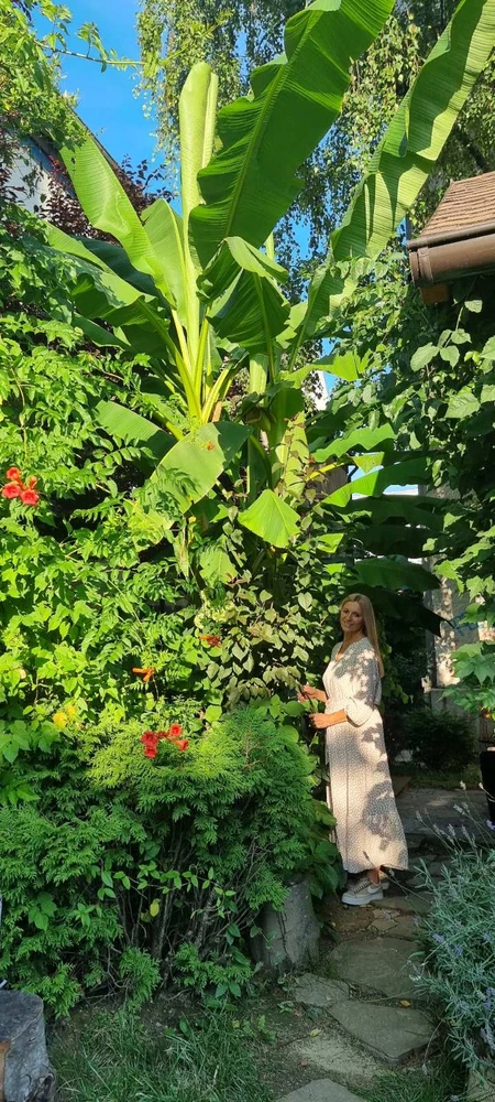 Uzgajanje banana u Srbiji je moguće, Dragica ih godinama uzgaja u Užicu ...