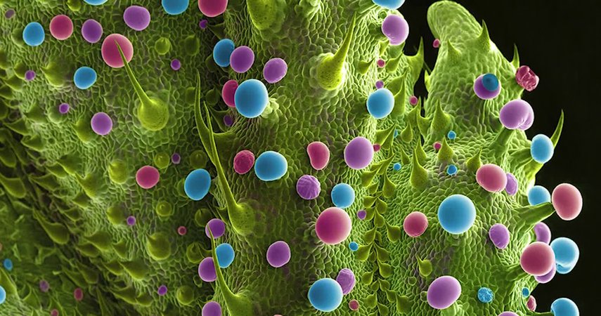 Marihuana pod mikroskopem - oto jak wygląda