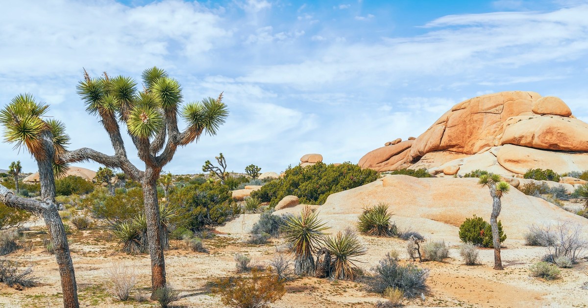 I've lived near Joshua Tree National Park for almost 20 years. These ...