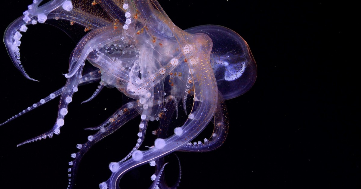 Scientists captured a stunning photo of two glass octopuses intertwined ...
