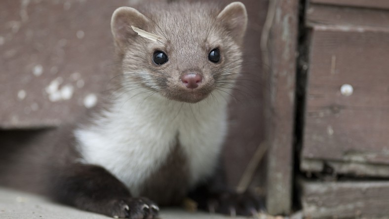 Kuna domowa: jak się jej pozbyć, jak ostraszyć, jak wygląda - Dom