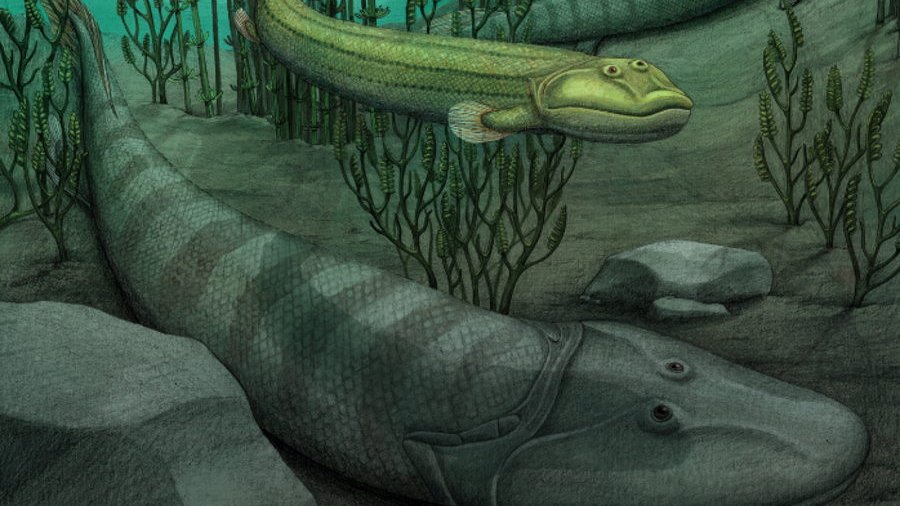 Niezwykły przykład ewolucji. Ryba, której nie spodobało się życie na ...