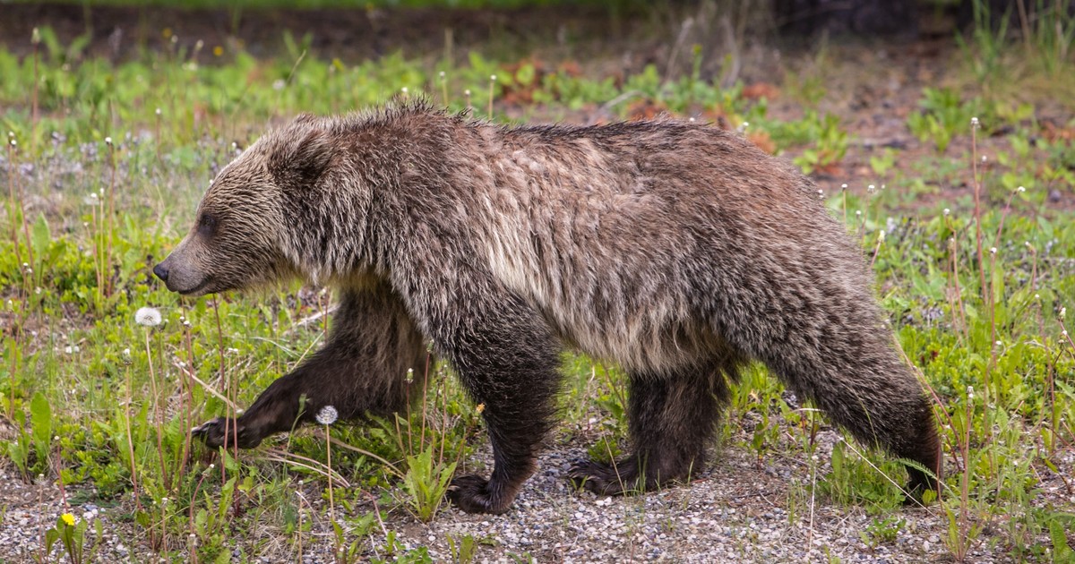 An 'aggressive' grizzly bear mauled 2 people to death in Canada's Banff ...