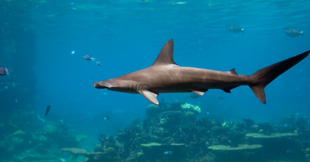 Rekiny w Australii będą ostrzegać o swojej obecności dzięki Twitterowi ...
