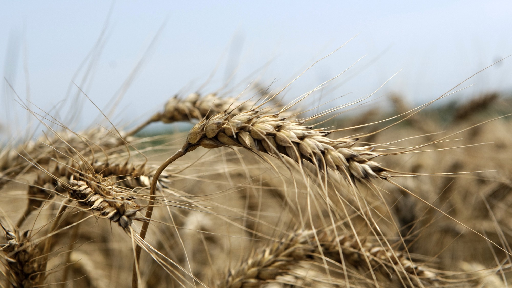 Česko skontrolovalo obilniny a produkty z Ukrajiny: Rázne slová ...