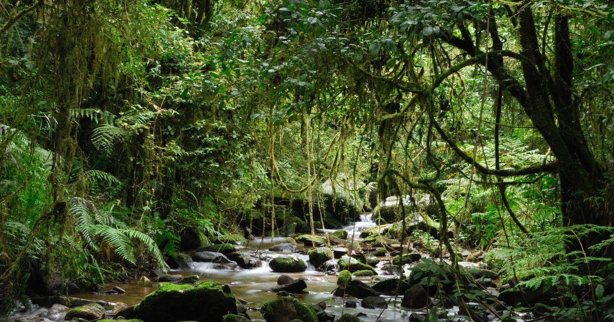 Za sto lat lasy przestaną rosnąć? Nieznana wcześniej słabość drzew - Wiadomości