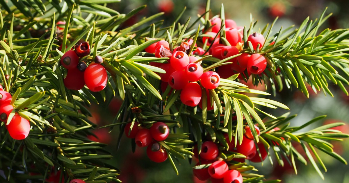 Cis pospolity - ozodobny krzew ogrodowy. Odmiany i uprawa - Dom