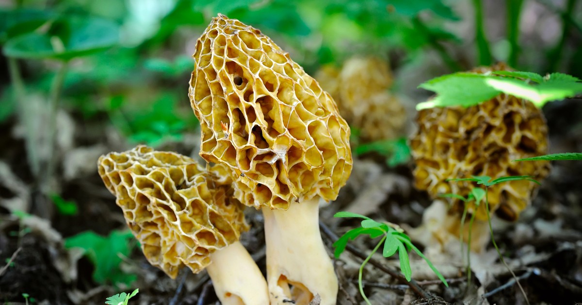 Smardz jadalny - występowanie, właściwości. Jak odróżnić smardze od ...