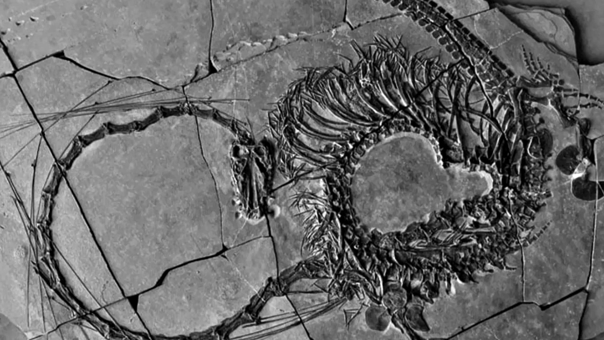 Vedci našli fosíliu podobnú čínskemu drakovi. Na Zemi žil pred 240 ...