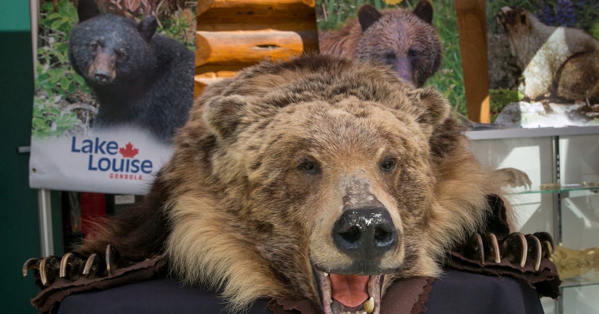 A couple mauled to death by a grizzly bear sent out a final desperate ...