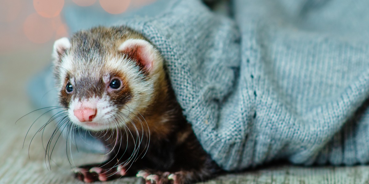 Fretka w domu. Ile kosztuje i ile żyje fretka? - Dom