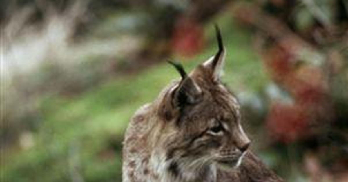 Polska - Ryś, największy kot Europy - Podróże