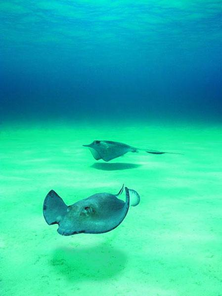 Kajmany - podwodny świat - Podróże