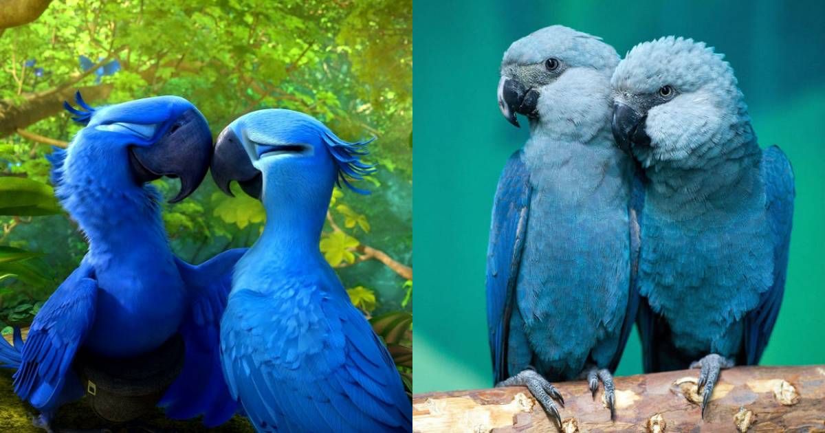 Wymarła ara modra znana z filmu Rio - Noizz