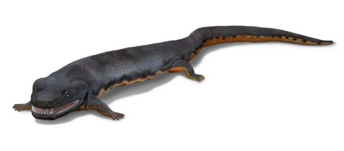 UPOZNAJTE "MALENU", kariku koja nedostaje: Ovo je najstarija životinja ...