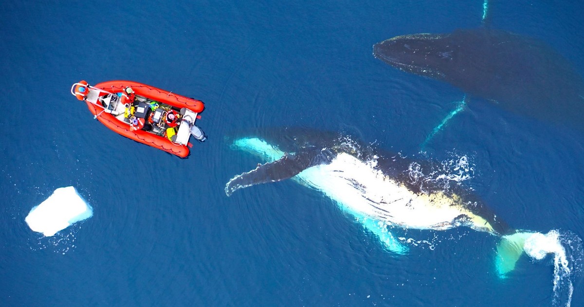 Whales help mitigate climate change by pooping carbon into the ocean ...