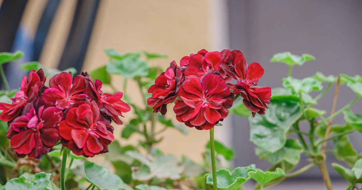 Muskátli teleltetése: dupla annyi virágot hoz így - Rúzs Online