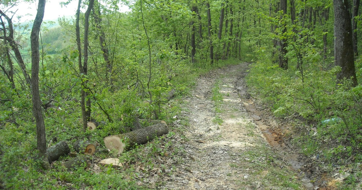 Devojčicu ubilo stablo koje je isekao njen rođak - Blic