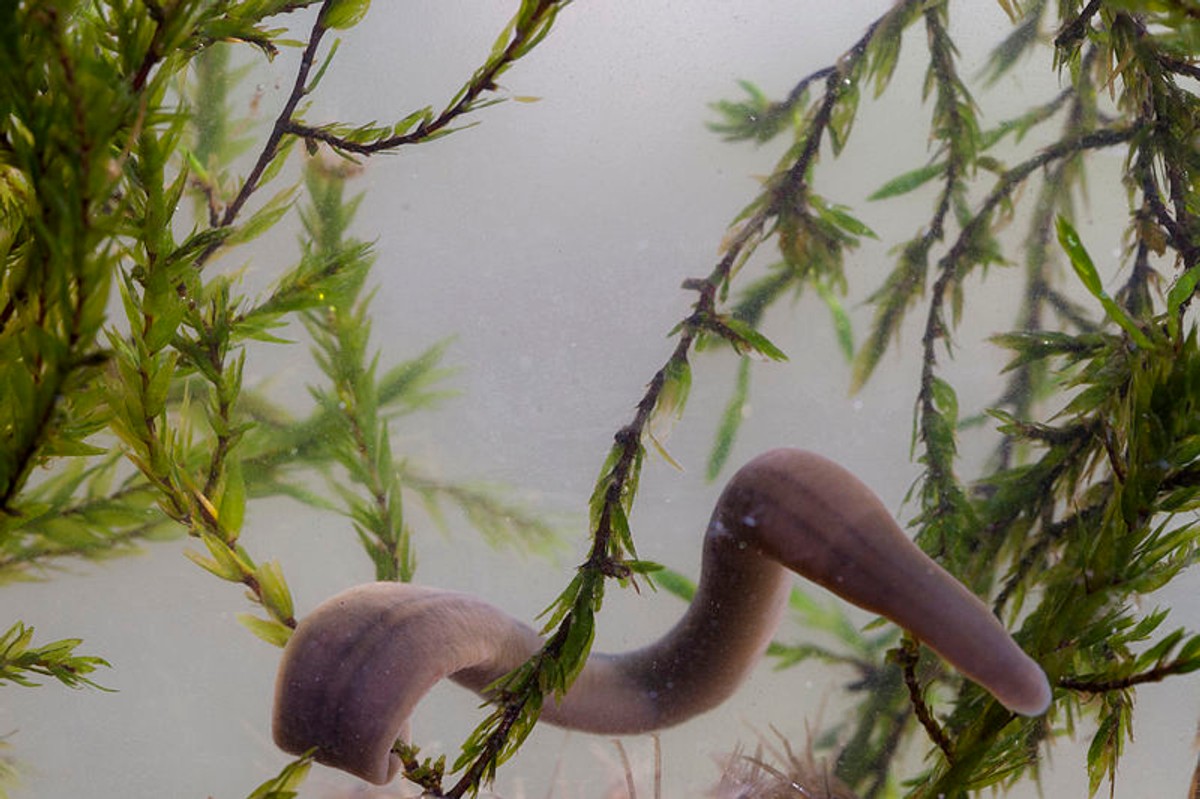 SVETLEĆE SVINJE, DROGIRANI SLON I SEKS SA DELFINOM Ruski pas u cevi je ...