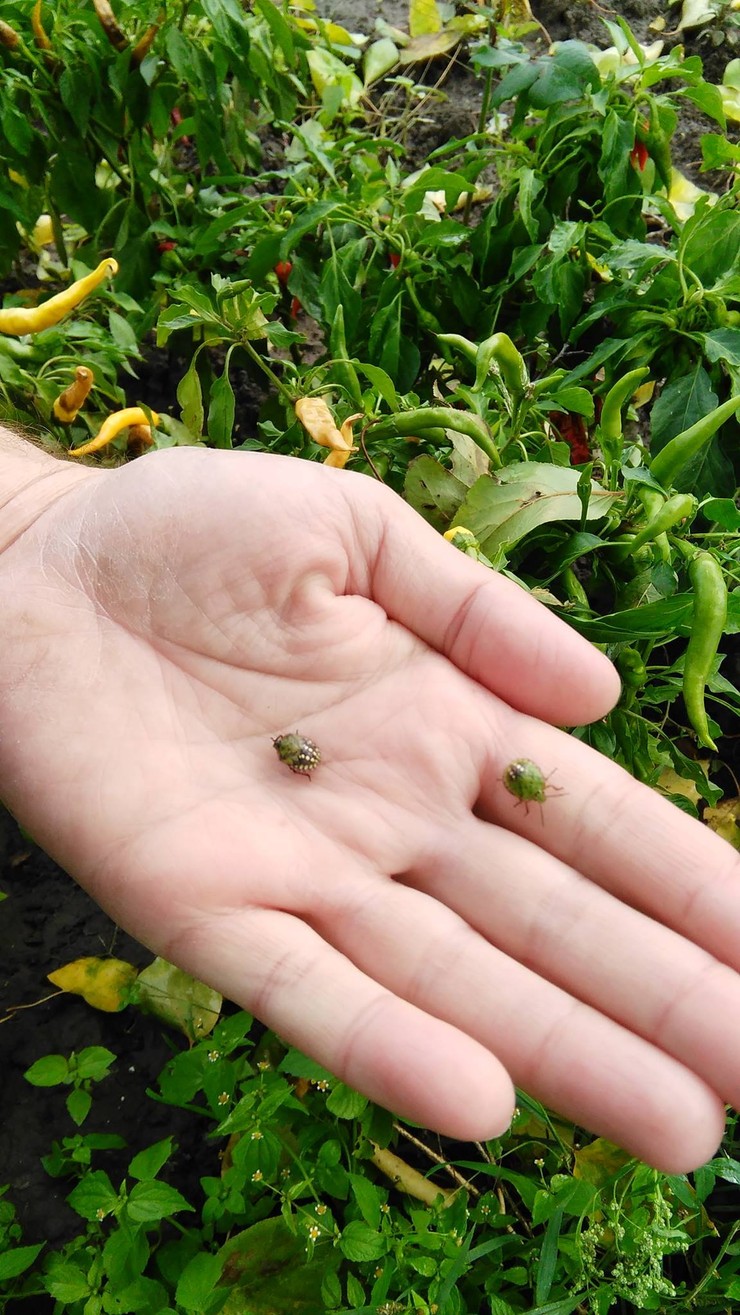 Najezda smrdibuba: Ulaze u stanove, napadaju povrće, evo šta treba da ...