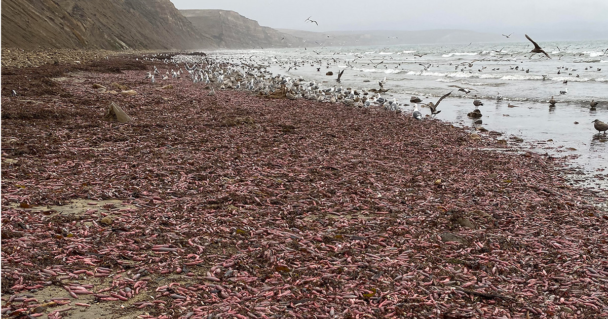 Thousands of 10-inch worms known as 'penis fish' inundated a California ...