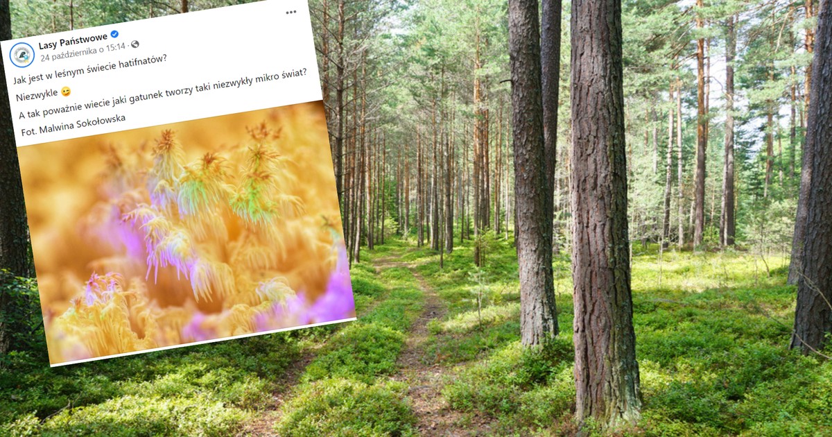 Leśnicy "przyłapali" w Polsce hatifnaty z "Muminków". Taki widok to ...