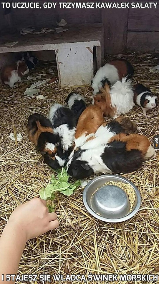 Dzień Świnki Morskiej Zobacz Najlepsze Memy Z Tym Uroczym Gryzoniem