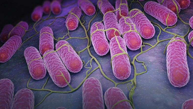 Zatrucie Salmonellą dzieci w Krakowie - Zdrowie