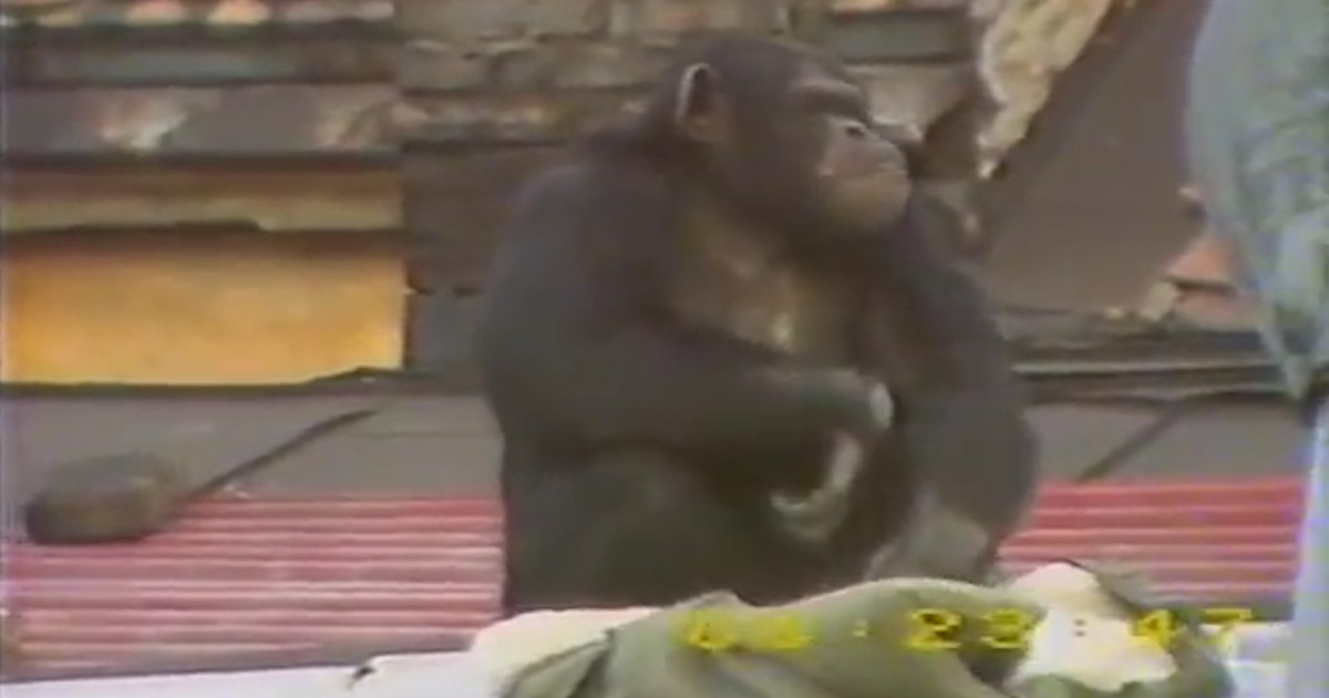 LEGENDARNA BEOGRADSKA PRIČA: Kako je ceo grad lovio majmuna Samija ...