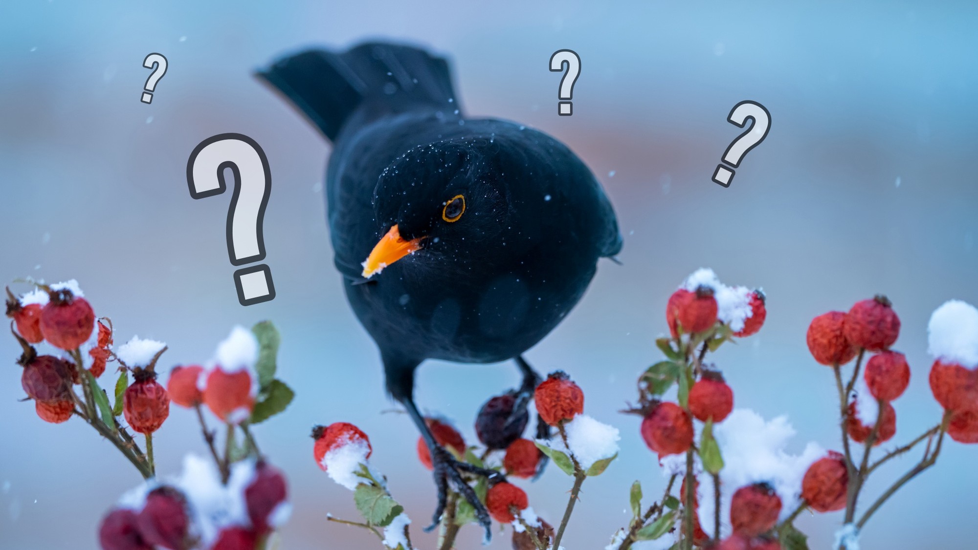 Kvíz: Viete, ako vyzerá drozd či hýľ? Otestujte sa z vtákov, ktoré ...